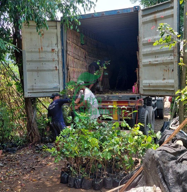 Jual Tanaman Tabebuya - Agro Sejahtera